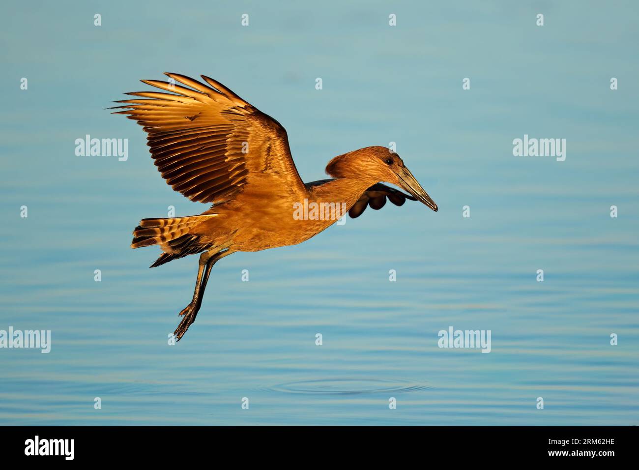 A hamerkop bird (Scopus umbretta) in flight over water, Kruger National ...