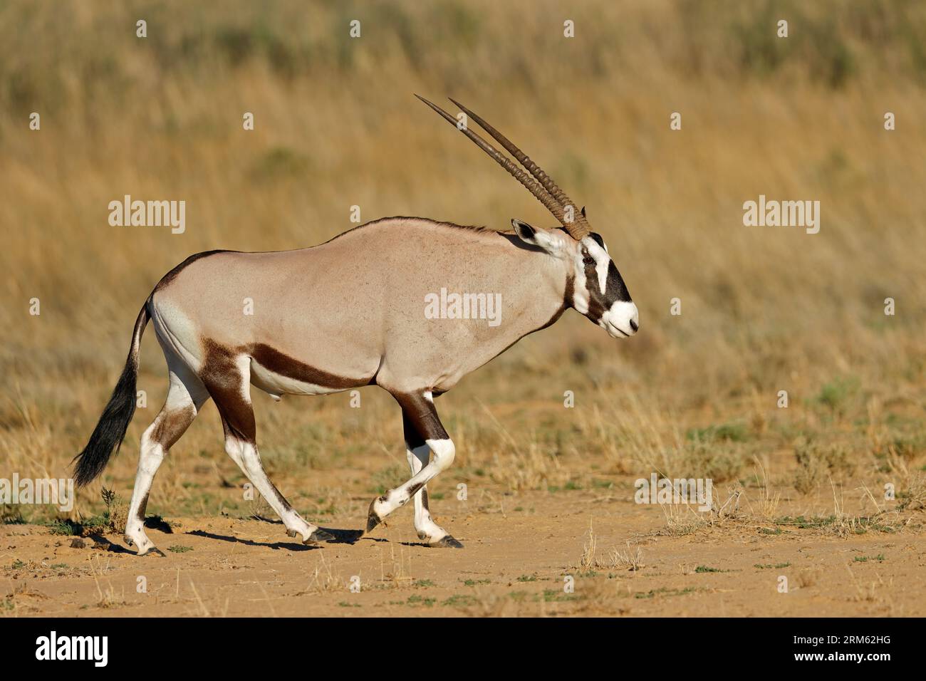 A gemsbok antelope (Oryx gazella) walking in natural habitat, Kalahari ...