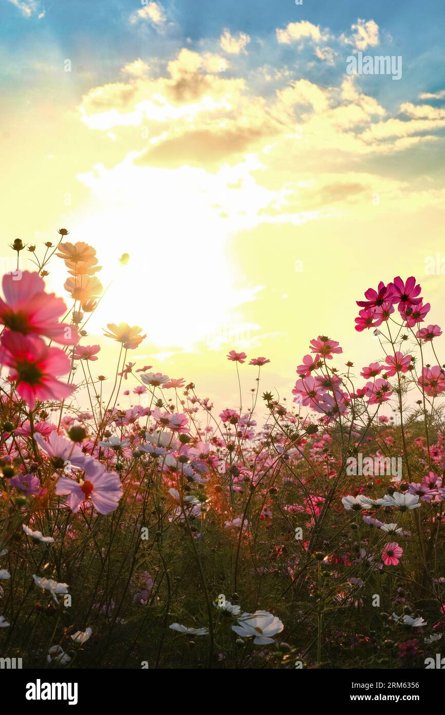 Cosmos flowers under sunset in Fukiage Cosmos Garden, Japan, beautiful ...