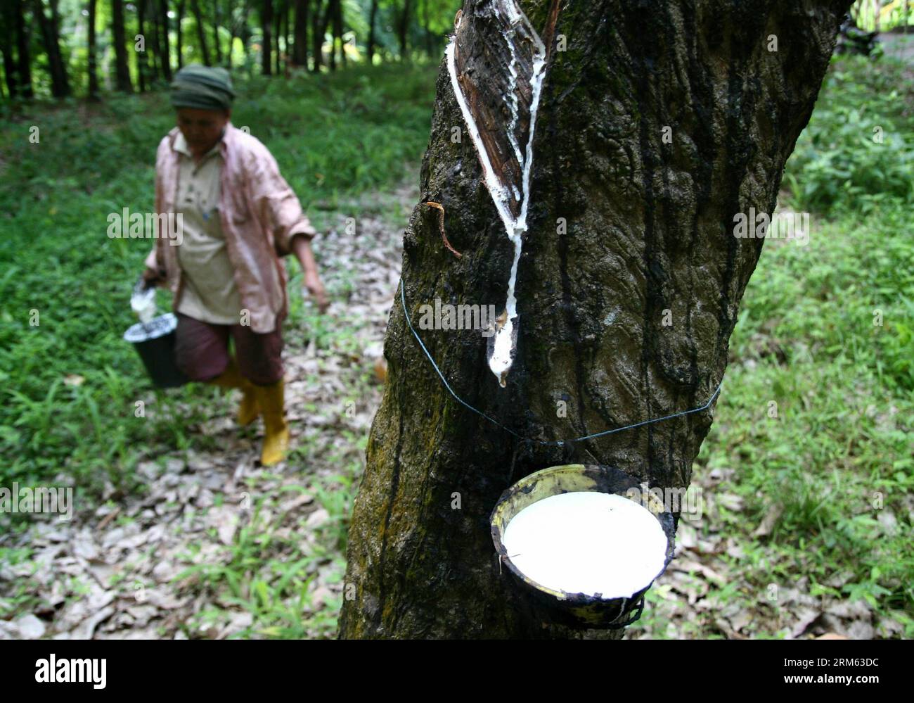 Kautschukernte hi-res stock photography and images - Alamy