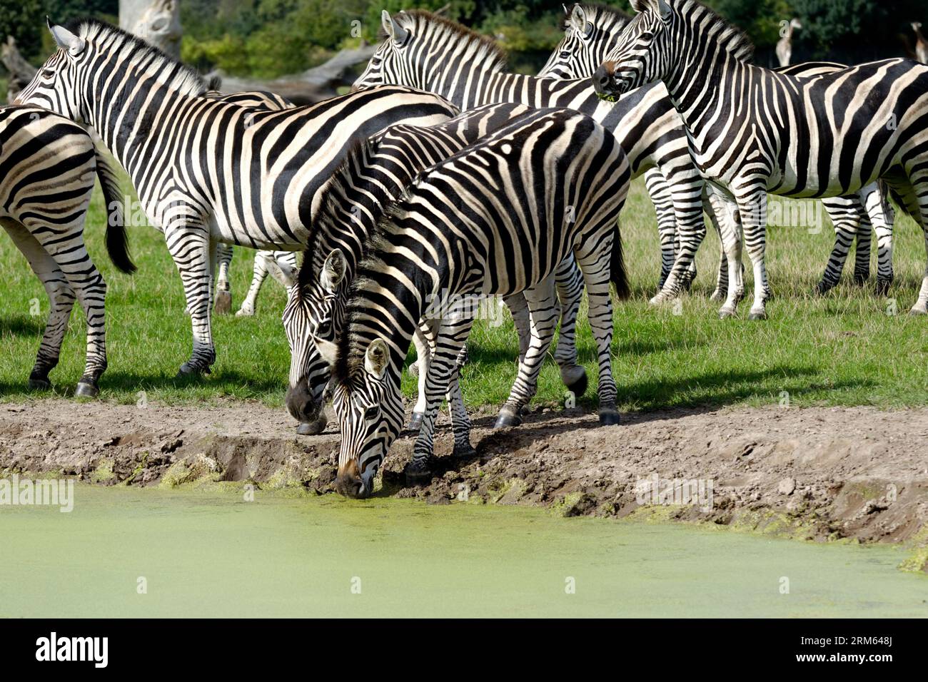 Zebra drinking water from pond hi-res stock photography and images - Alamy
