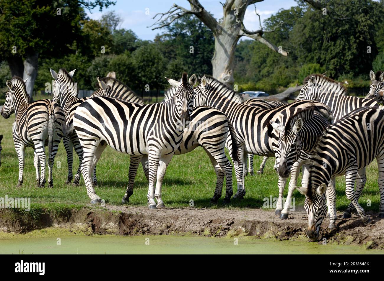 Zebra drinking water from pond hi-res stock photography and images - Alamy