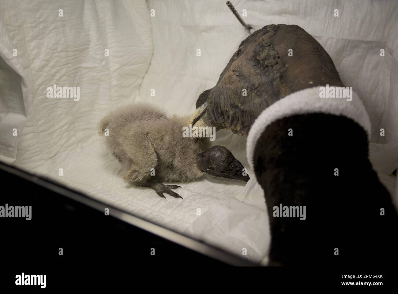 Condor puppet hi-res stock photography and images - Alamy