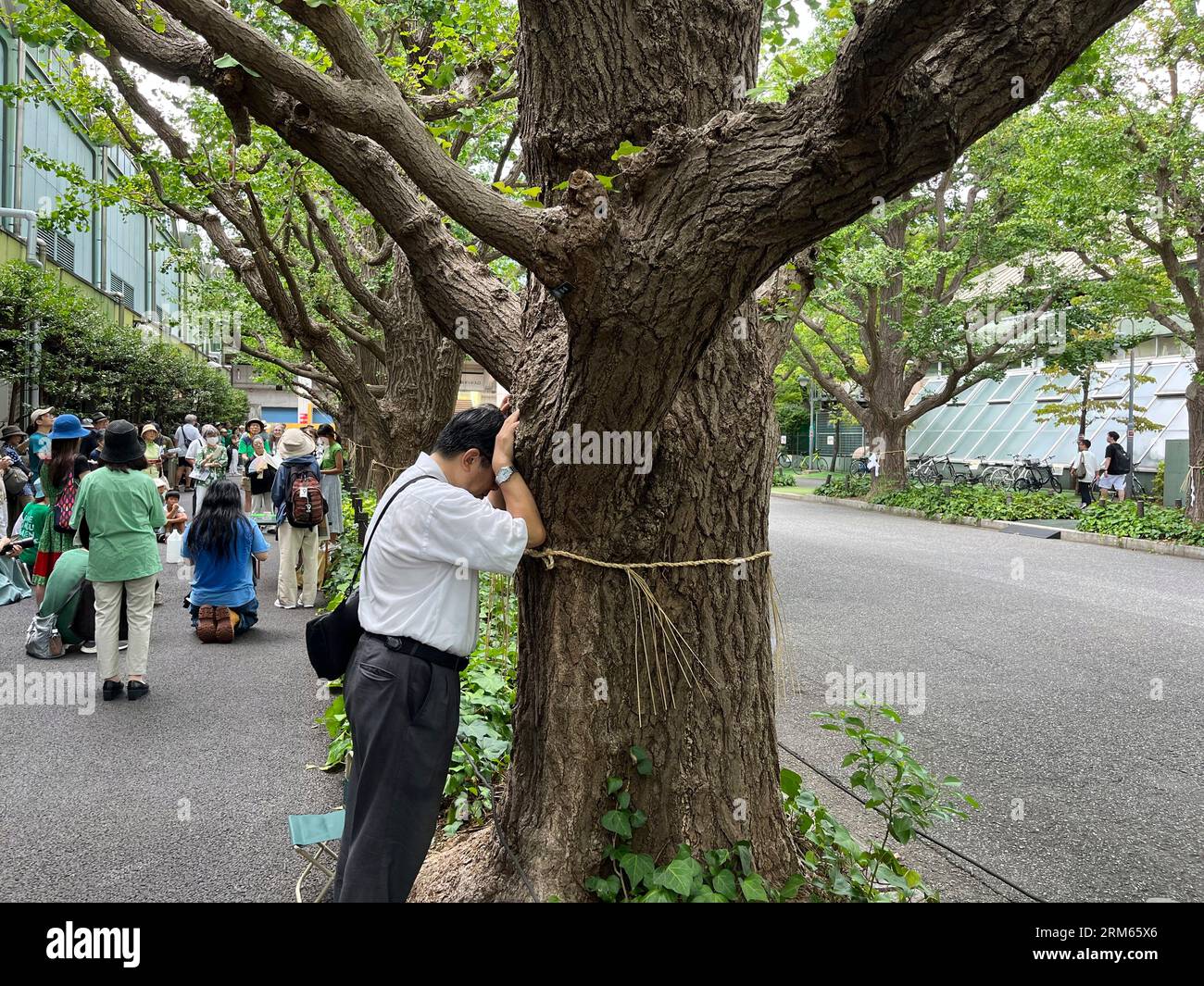 Takayuki Nakamura prays against a 100-year-old ginkgo tree that could ...