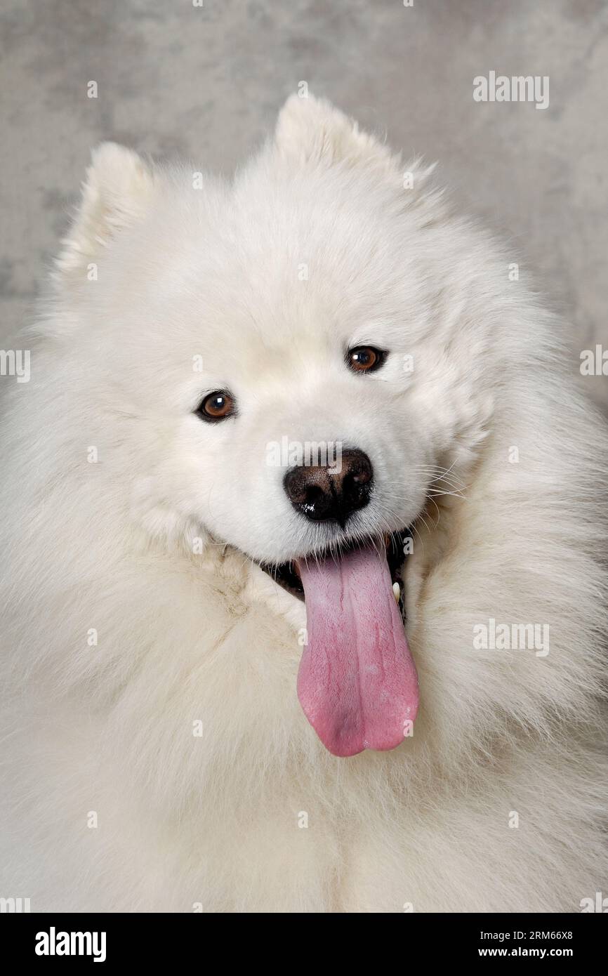 Samoyed dog with happy face Stock Photo - Alamy