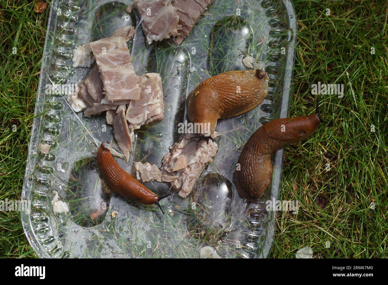 Plantred slug hi-res stock photography and images - Alamy
