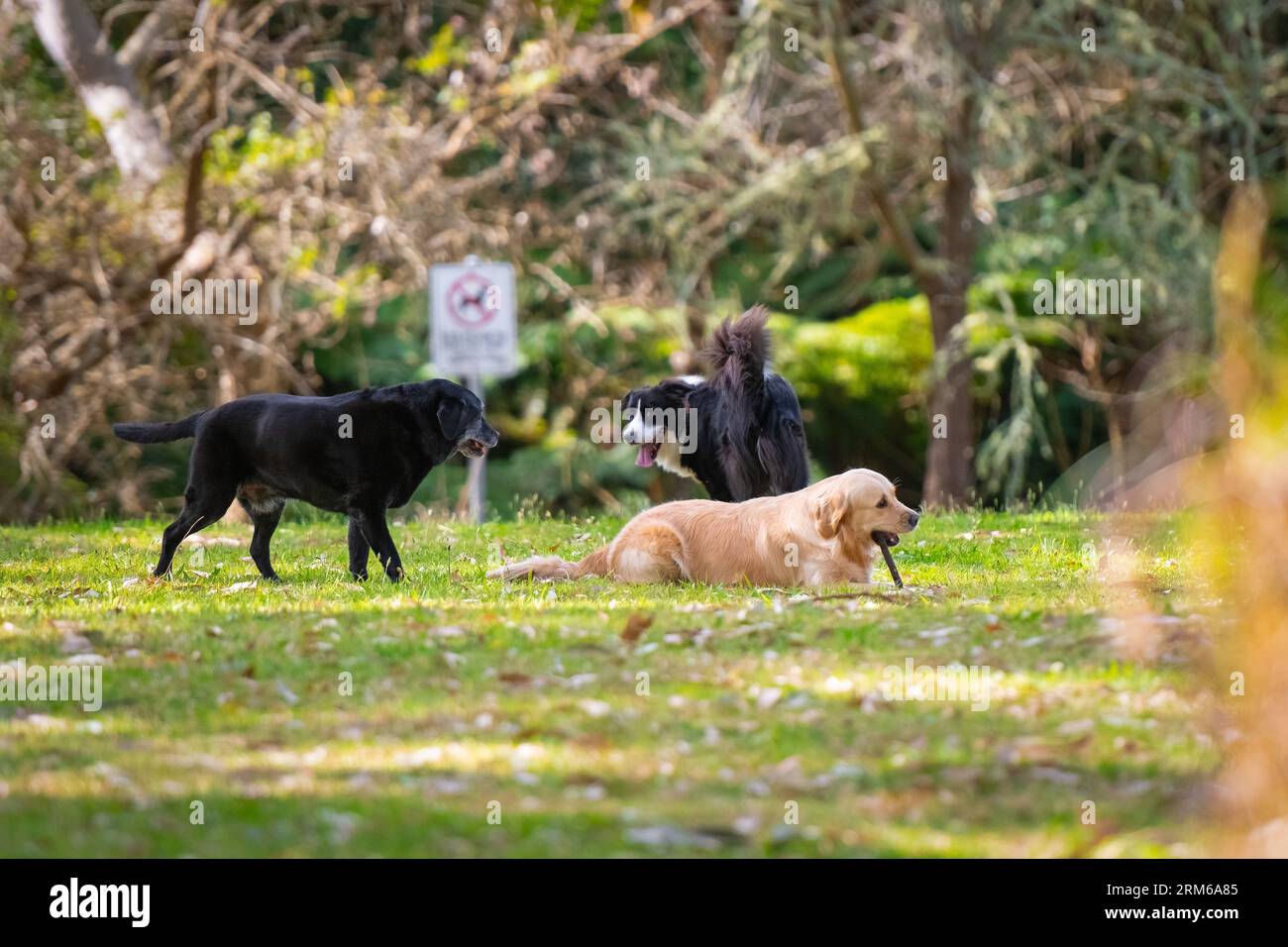 Group four dogs around hi-res stock photography and images - Alamy