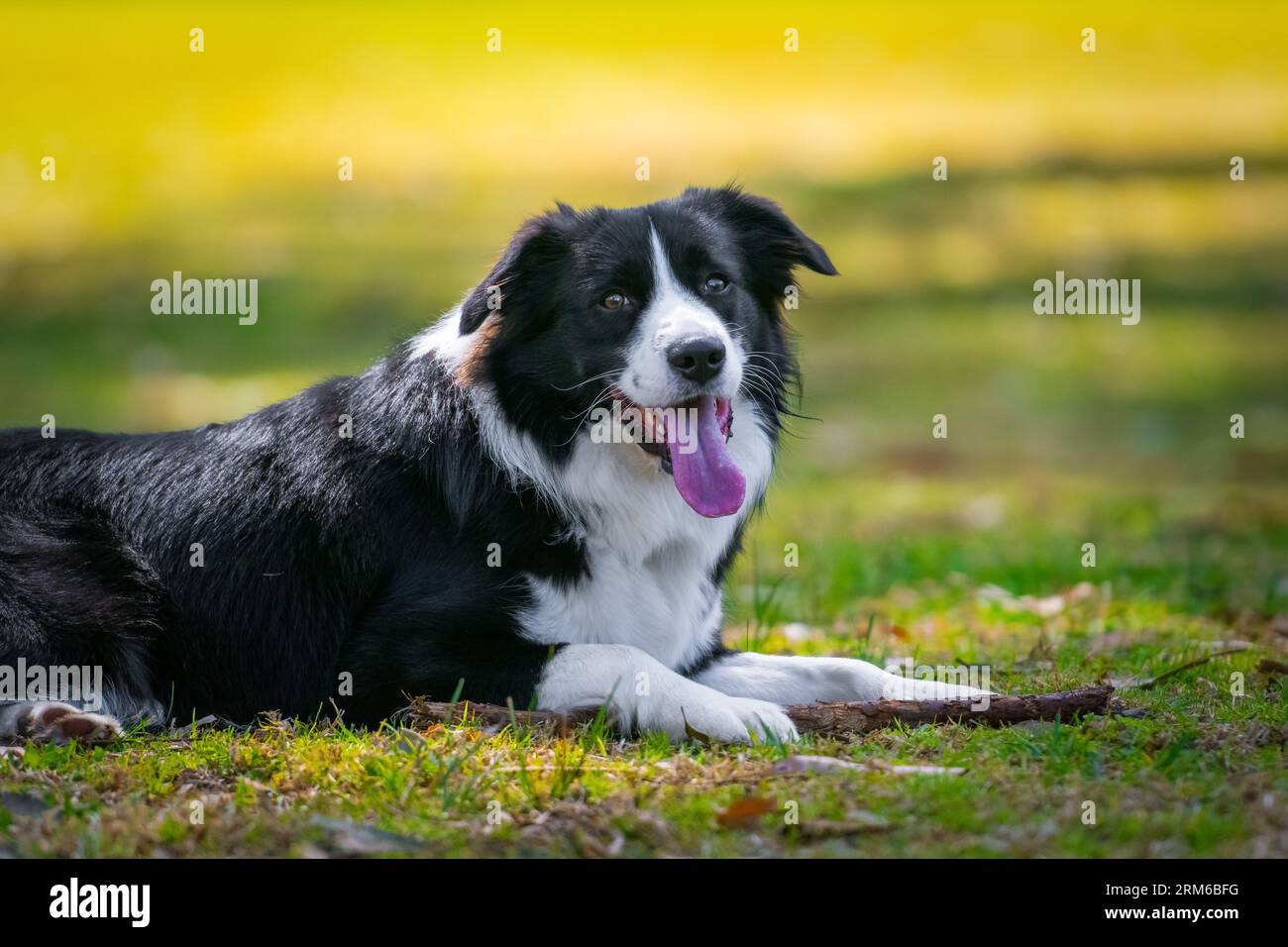 Border collie puppy chewing stick hi-res stock photography and images ...