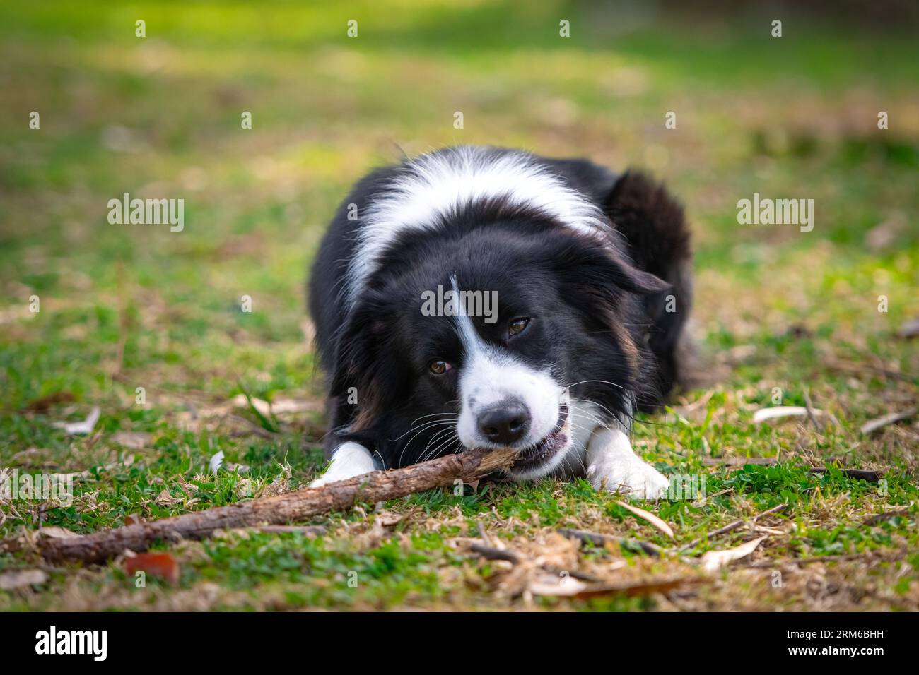 Border collie puppy chewing stick hi-res stock photography and images ...