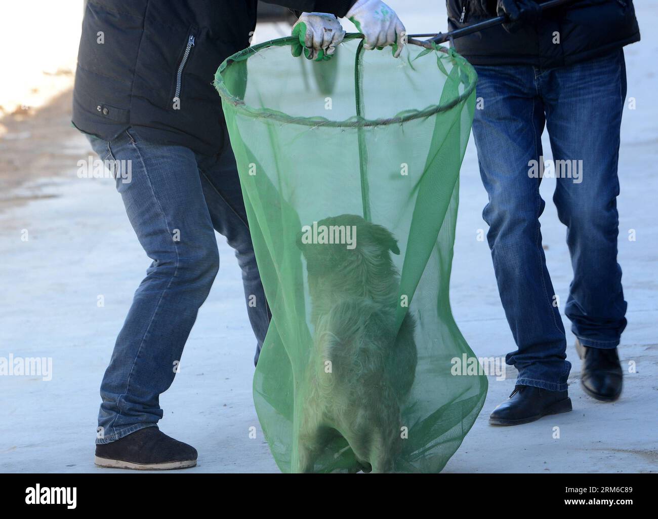 China lhasa stray hi-res stock photography and images - Alamy