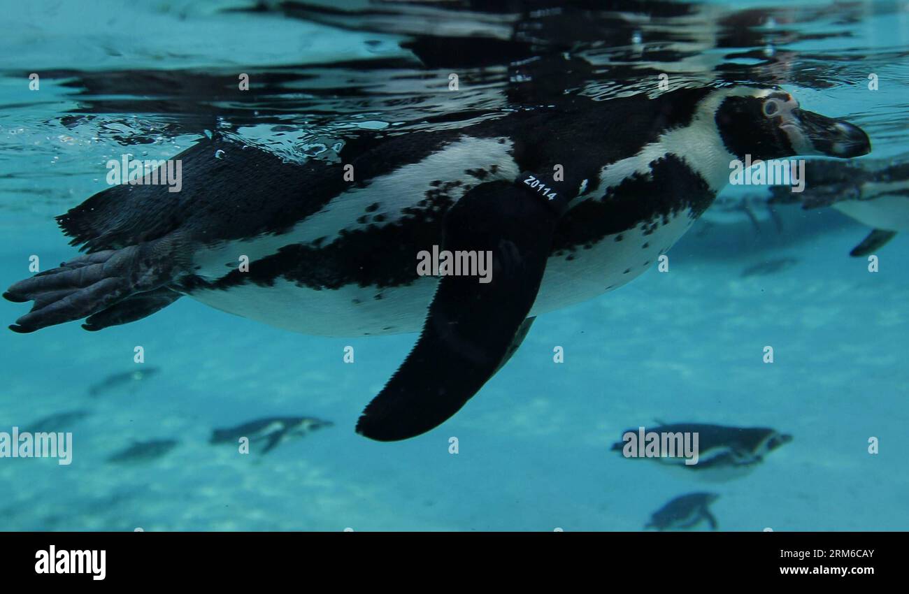 (140102) -- LONDON, Jan. 2, 2014 (Xinhua) -- Penguins swim in the pool ...