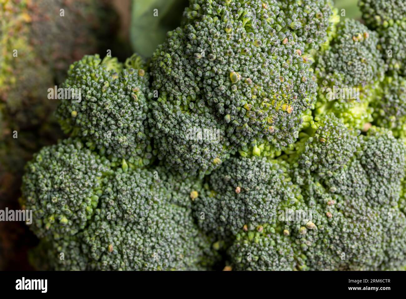 Green ripe broccoli in raw form, green broccoli cabbage lies on the ...