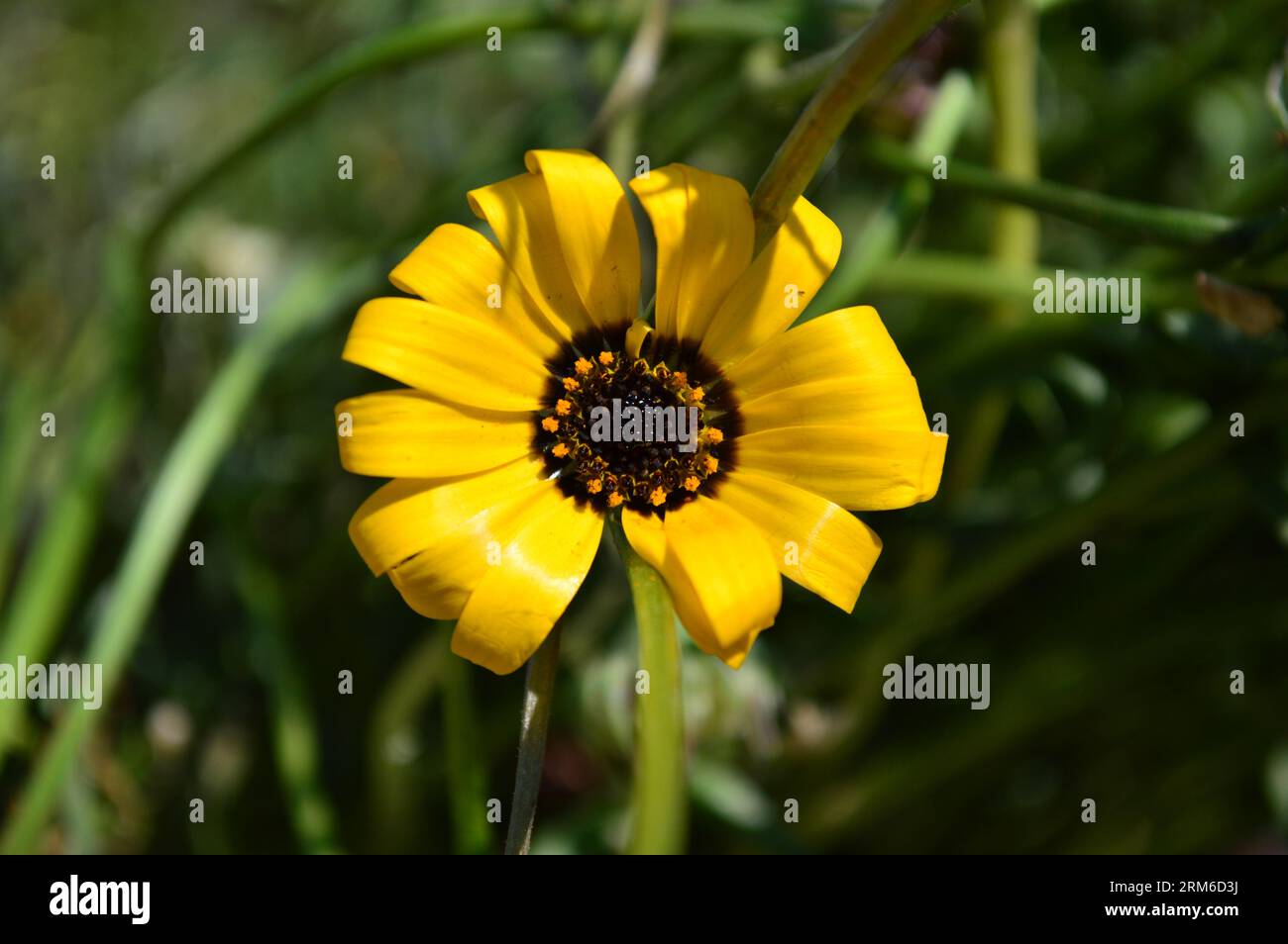 A dimorphotheca plant growing in a concrete basin Stock Photo - Alamy