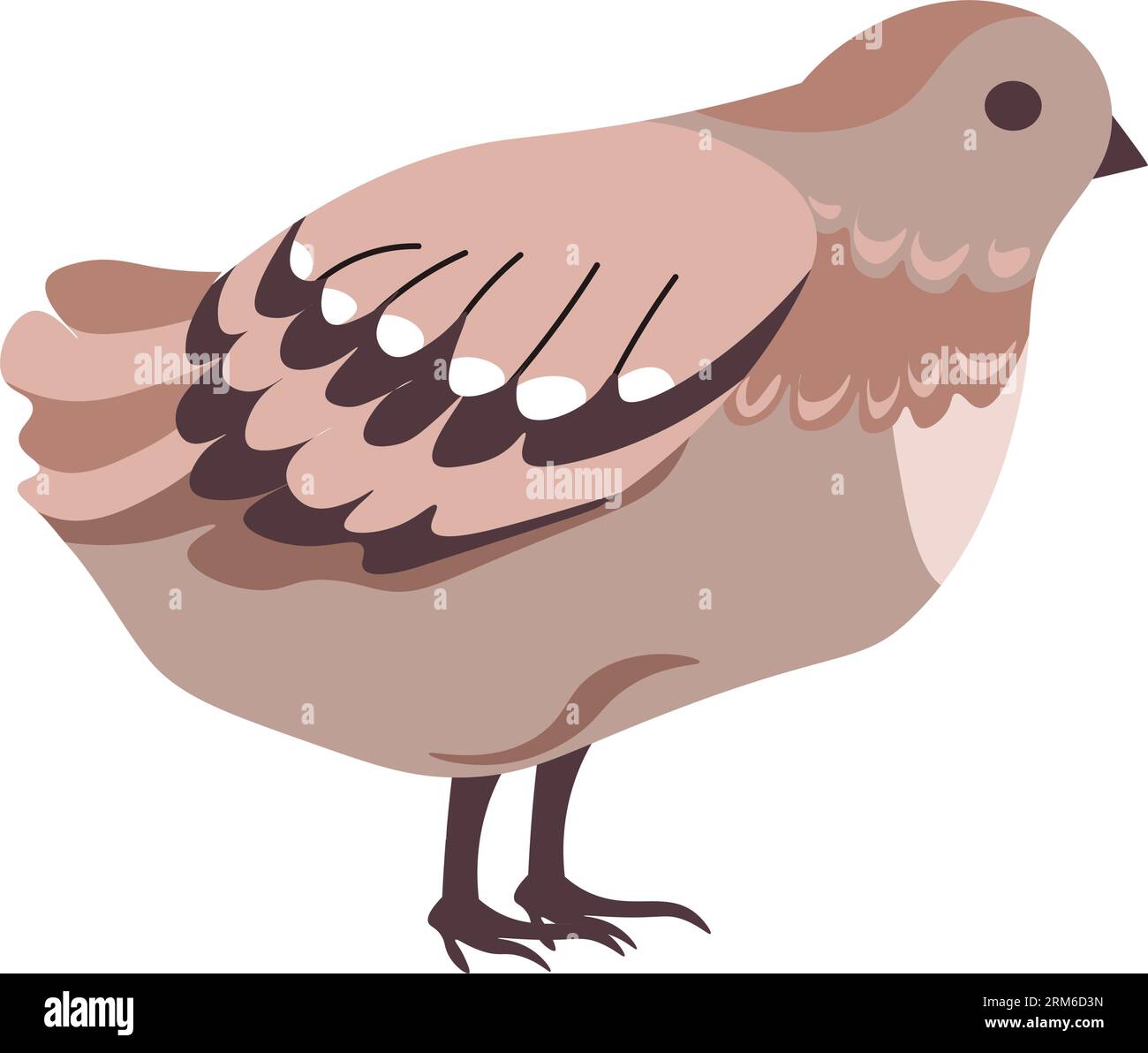 Quail bird, avian animals with lush plumelets Stock Vector Image & Art ...