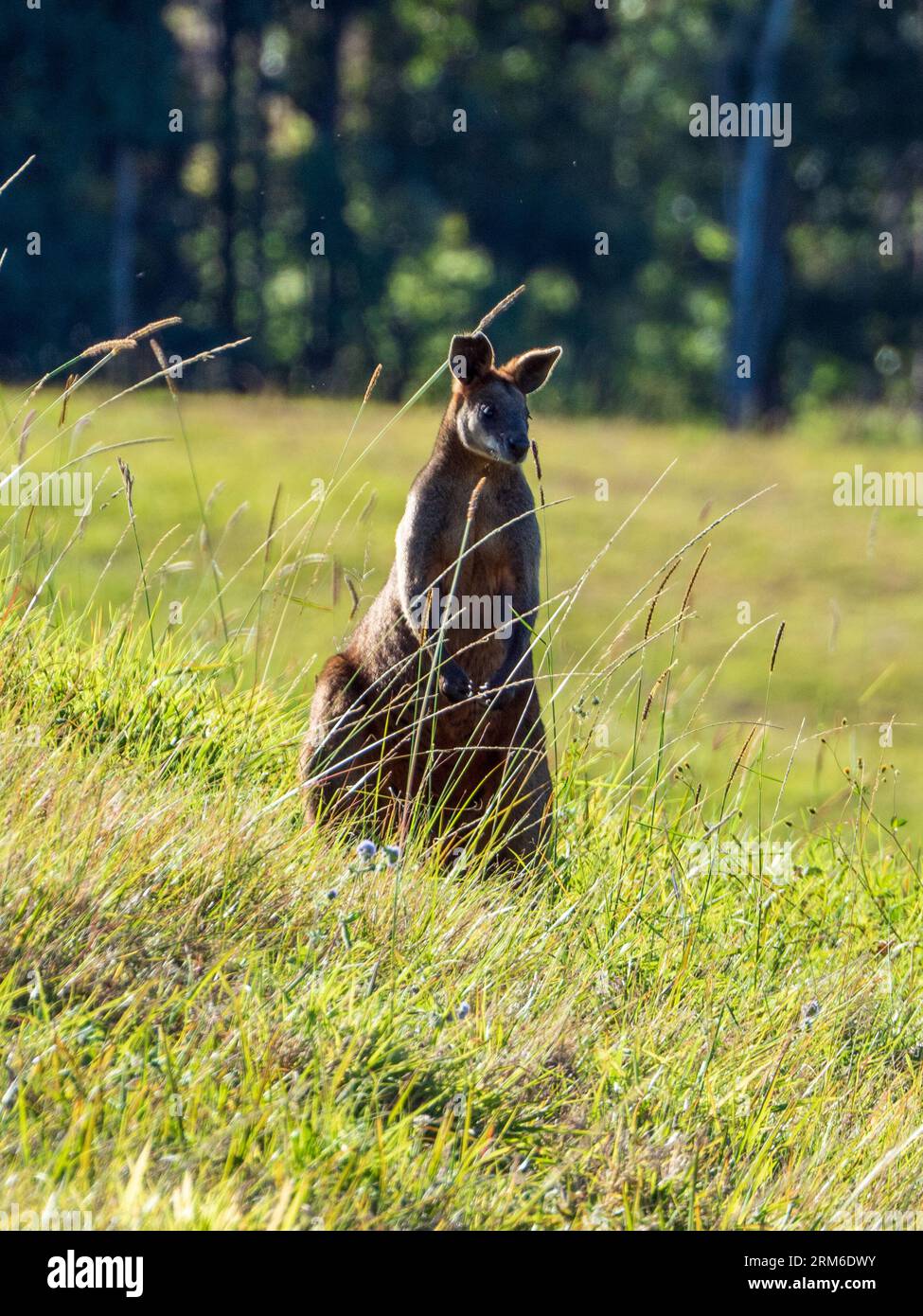 A wallaby standing, watchful, Australian native animal Stock Photo - Alamy