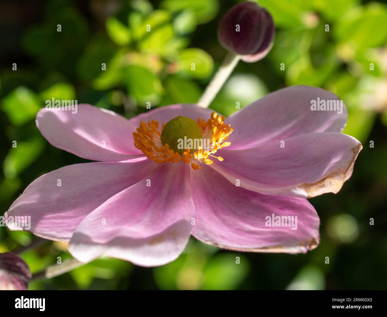 Pink Japanese Windflower in dappled sunlight, Australian garden Stock ...