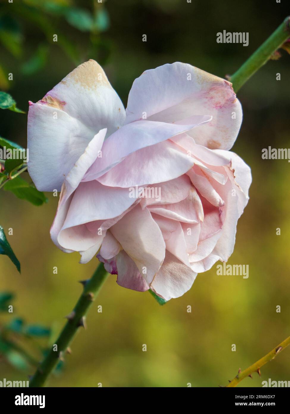 A wilting and fading pale pink rose in the garden, still naturally ...