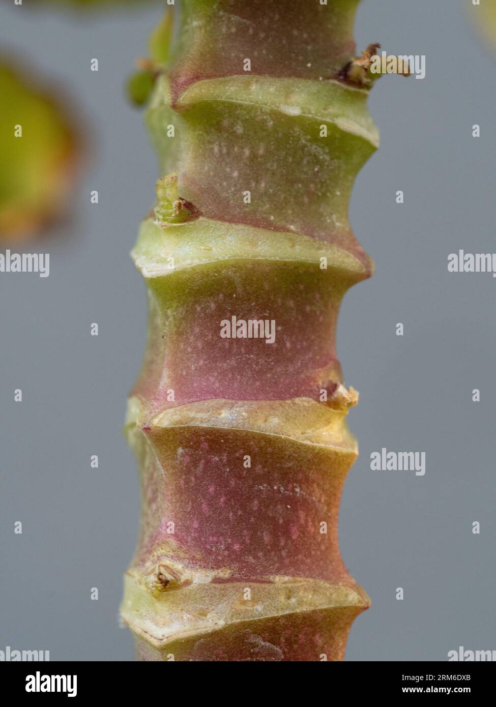Weird square ridged stem of a succulent plant Stock Photo - Alamy