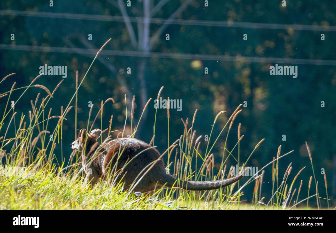 A wallaby hopping away, Australian native animals Stock Photo - Alamy