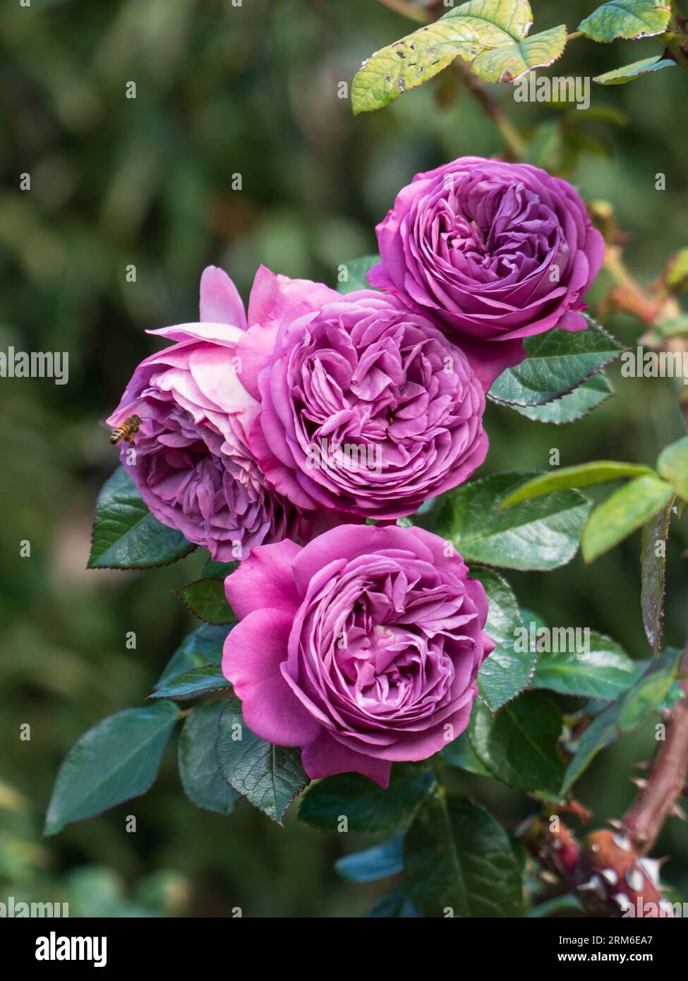 Four divine dark pink purple roses and green leaves in the garde ...