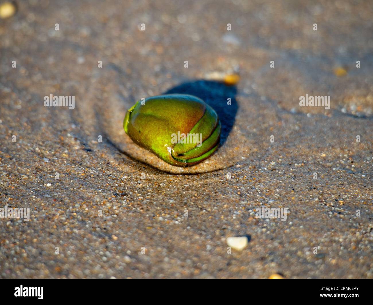 Mangrove seed pod hi-res stock photography and images - Alamy