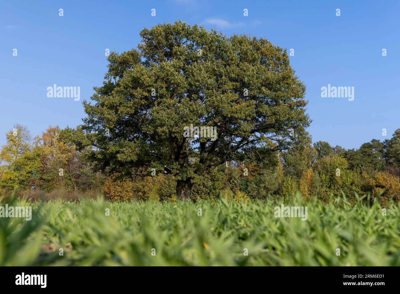Changes in oak foliage in early autumn, changes in the color of the ...
