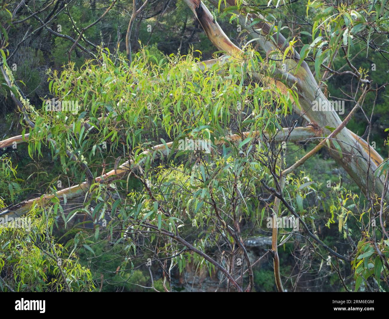 Australian gum tree trunks hi-res stock photography and images - Alamy