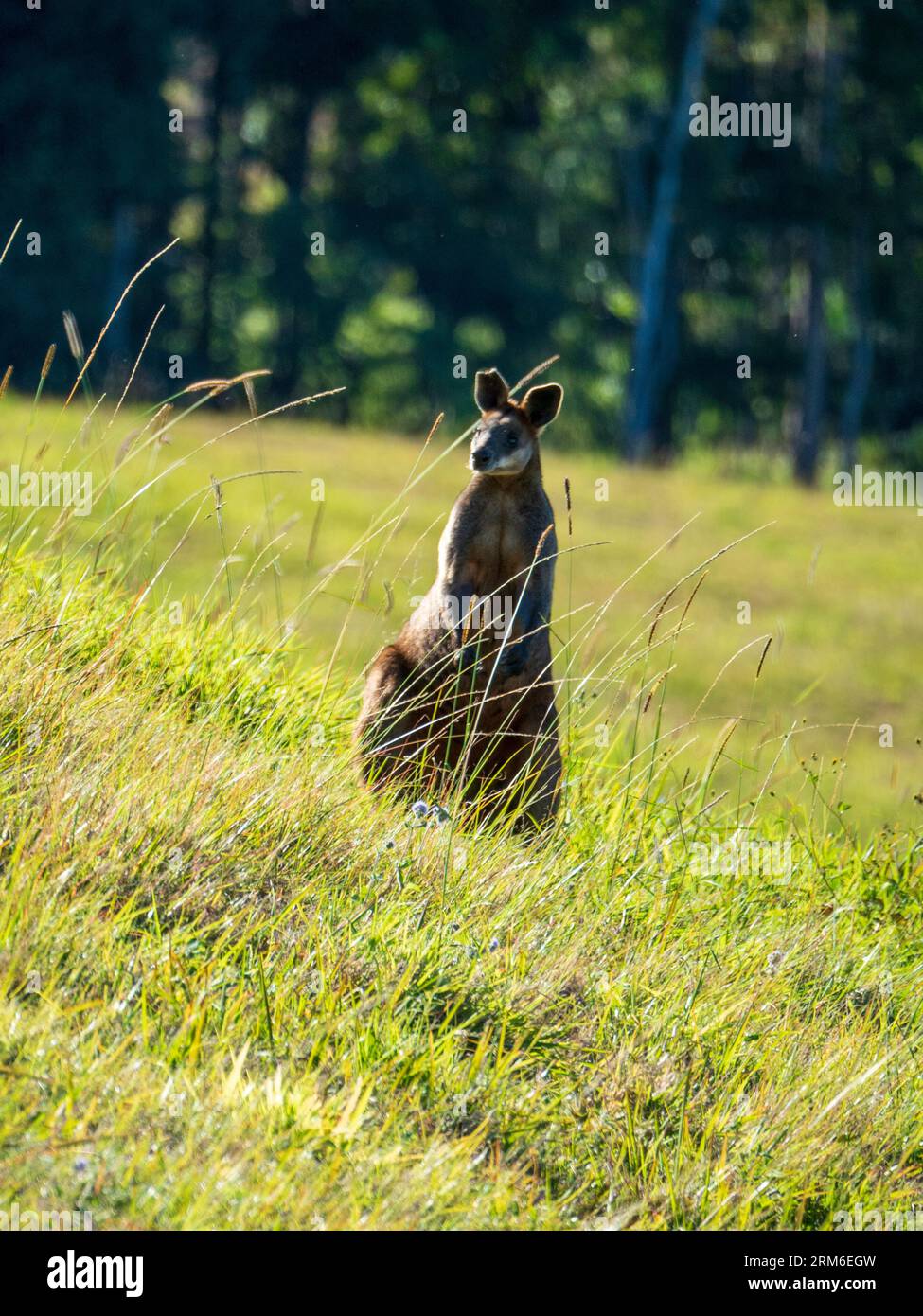 Uniquely aussie hi-res stock photography and images - Alamy