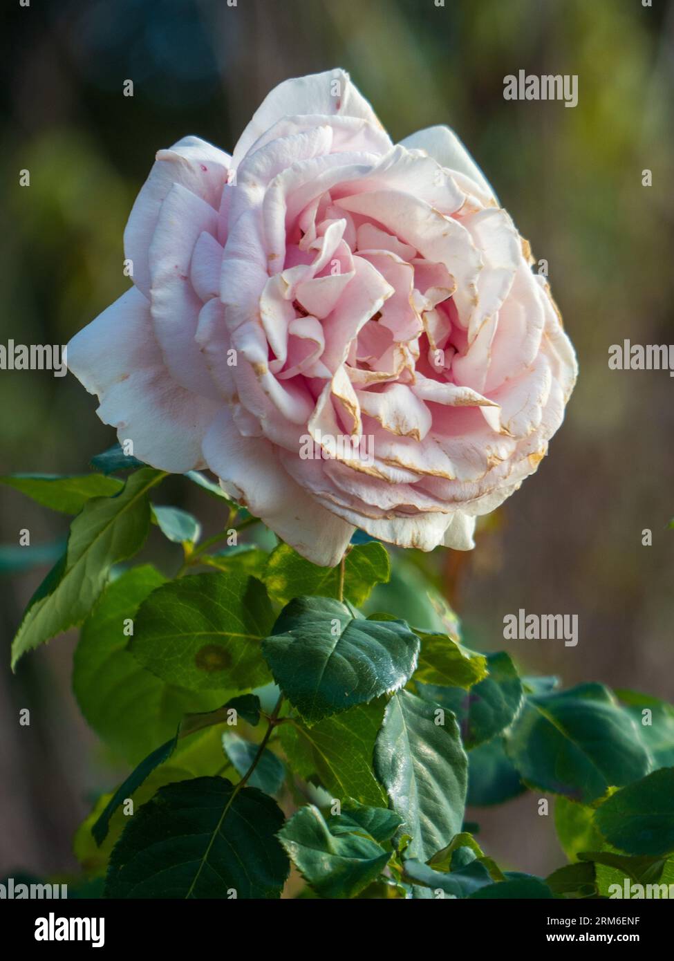 Wilting cut flowers hi-res stock photography and images - Alamy