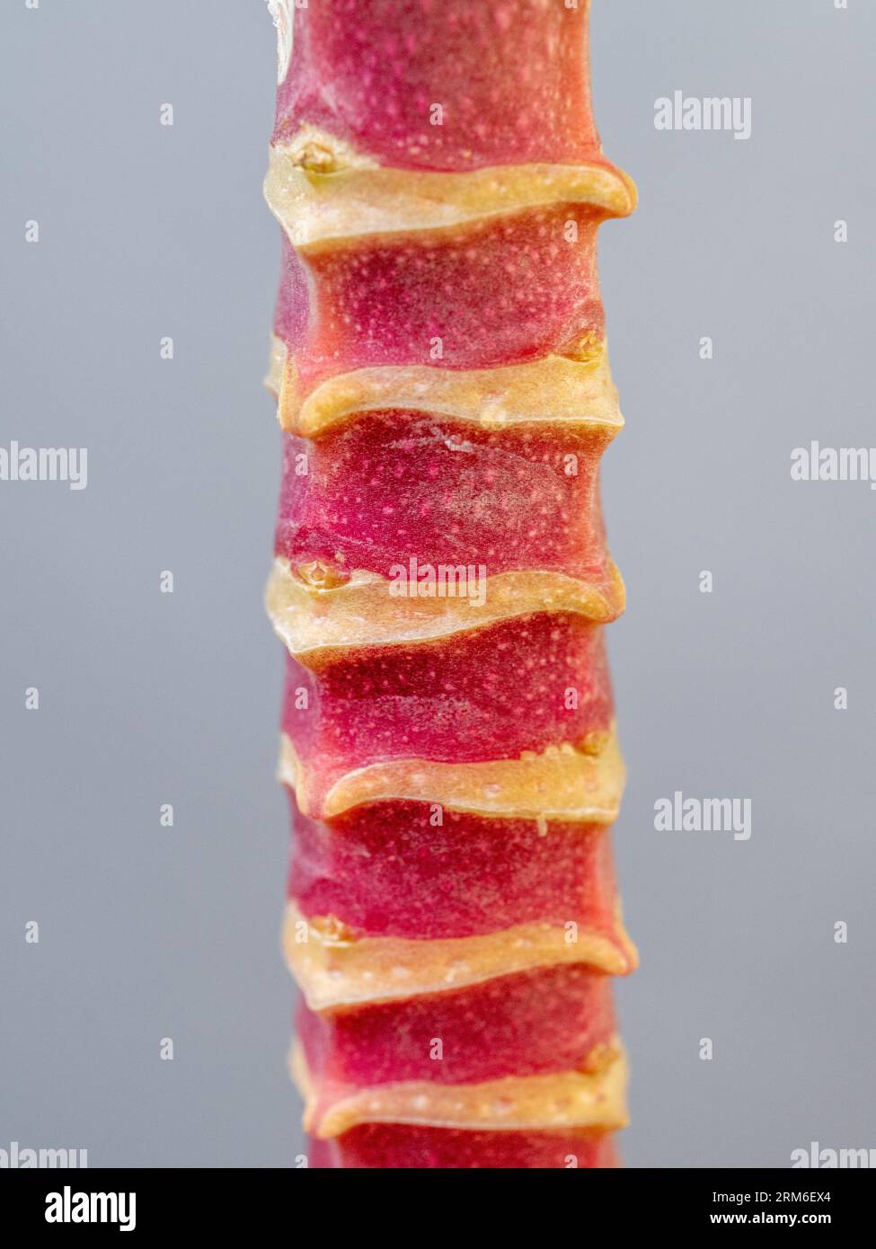 Square stem of a succulent plant, red and yellow stripes Stock Photo ...