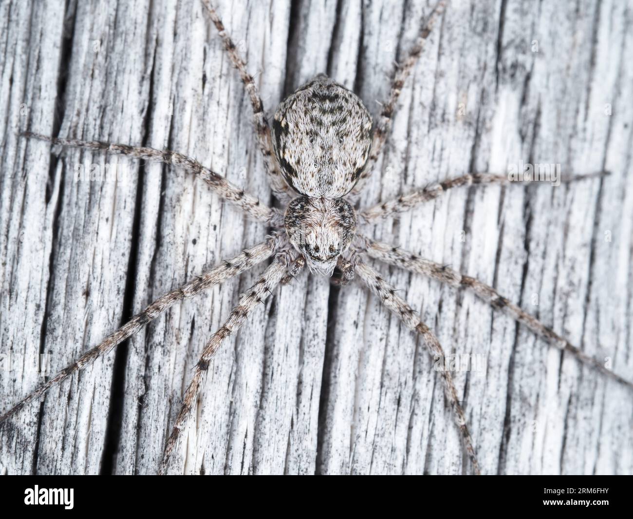 Spider identified as Philodromidae - running crab spider, possibly ...