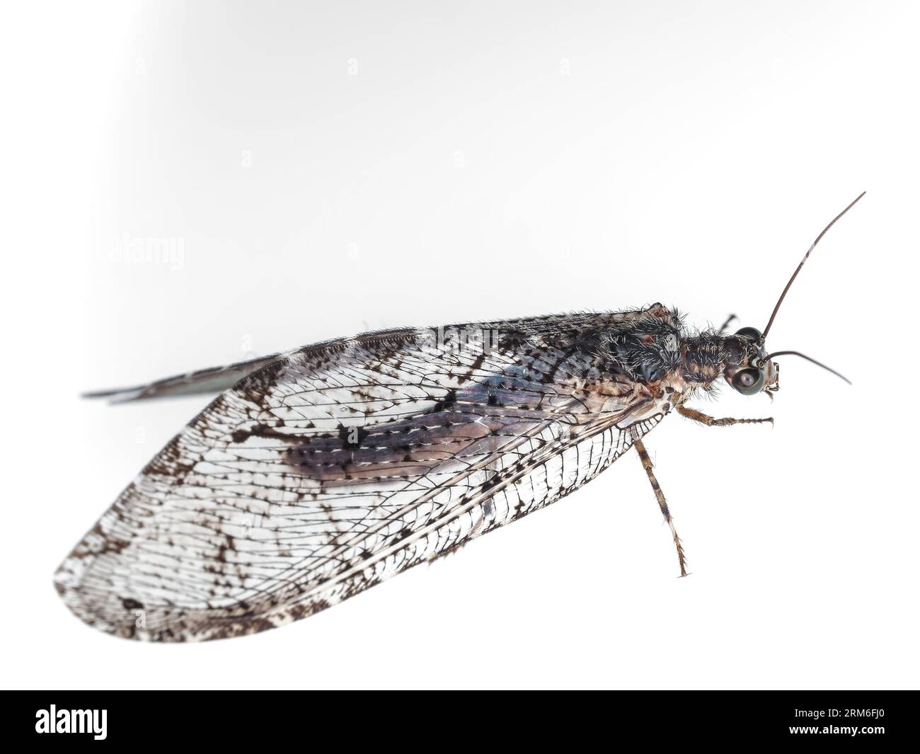 Polystoechotes punctata - a species of giant lacewing in the family ...