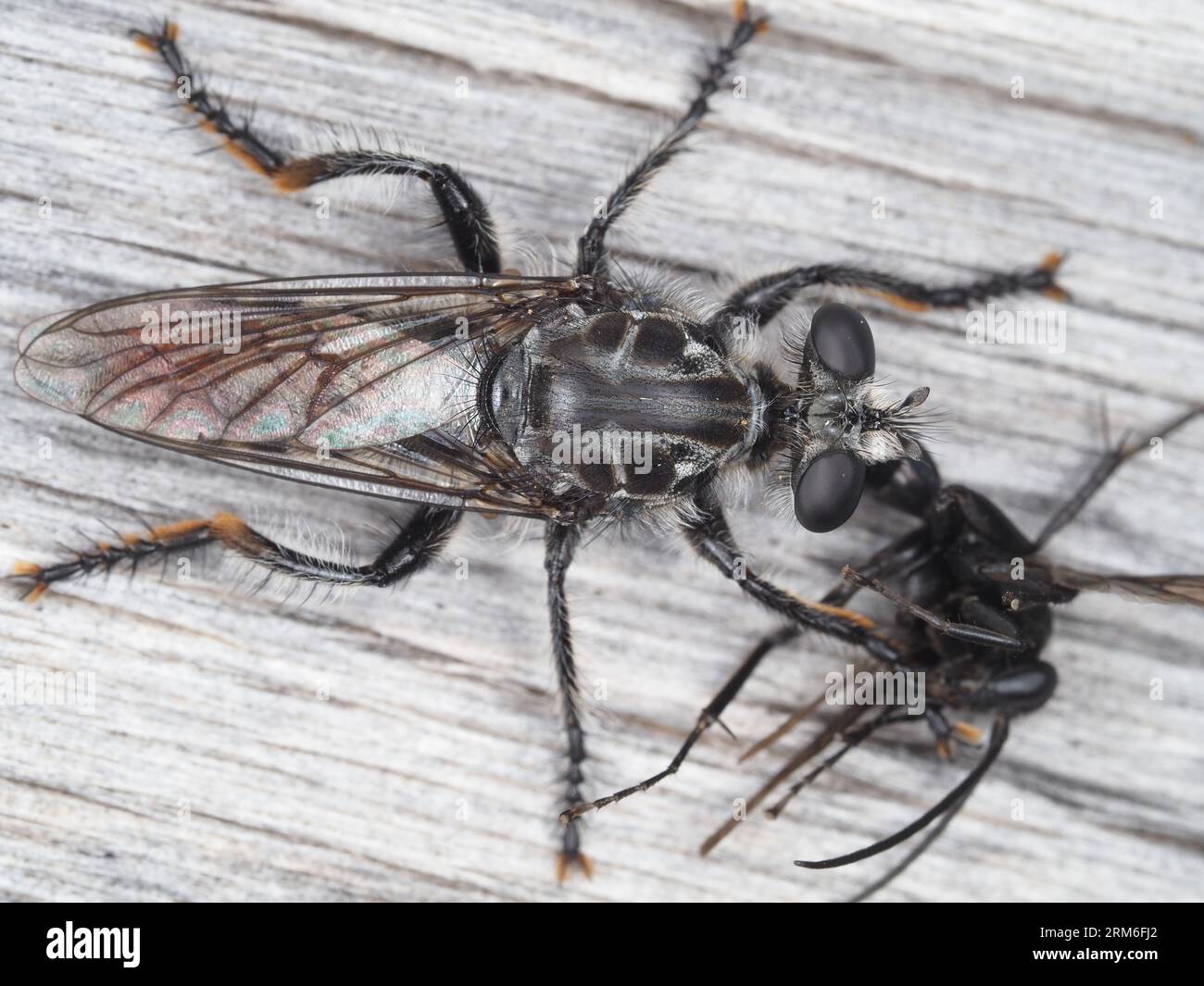 A robber fly hi-res stock photography and images - Alamy