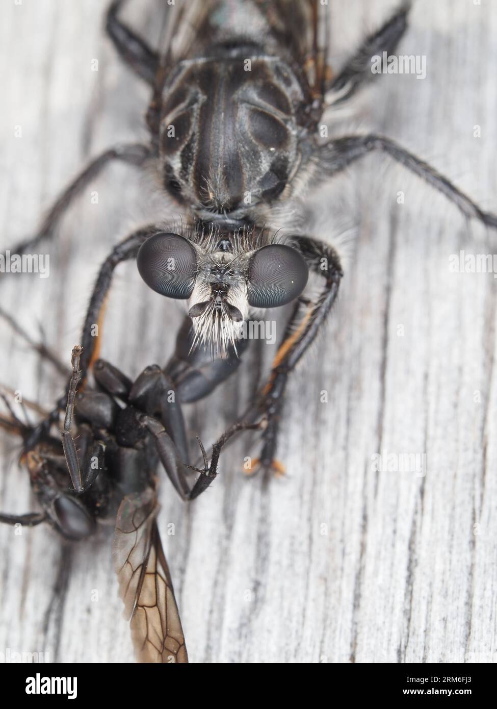 Macro photo of a robber fly with prey in Oregon, USA Stock Photo - Alamy