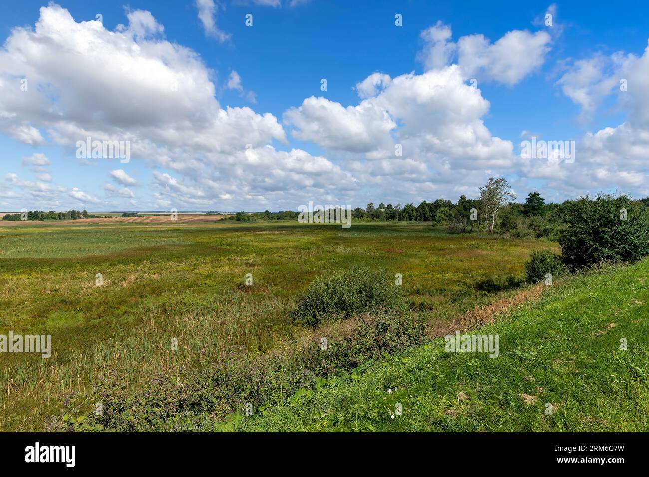 Green grass growing in the field in the summer, agricultural fields in ...
