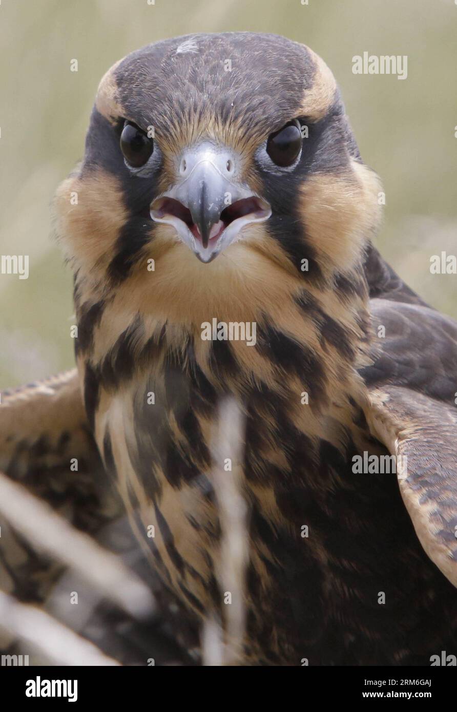 Falcon stands hi-res stock photography and images - Alamy