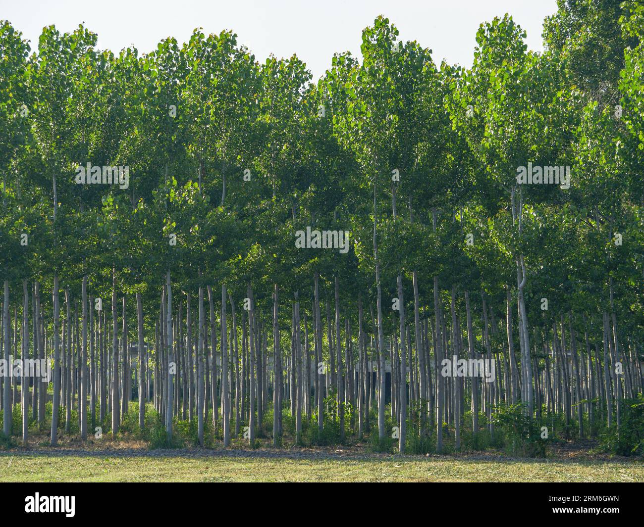 Dense forest poplar trees hi-res stock photography and images - Alamy