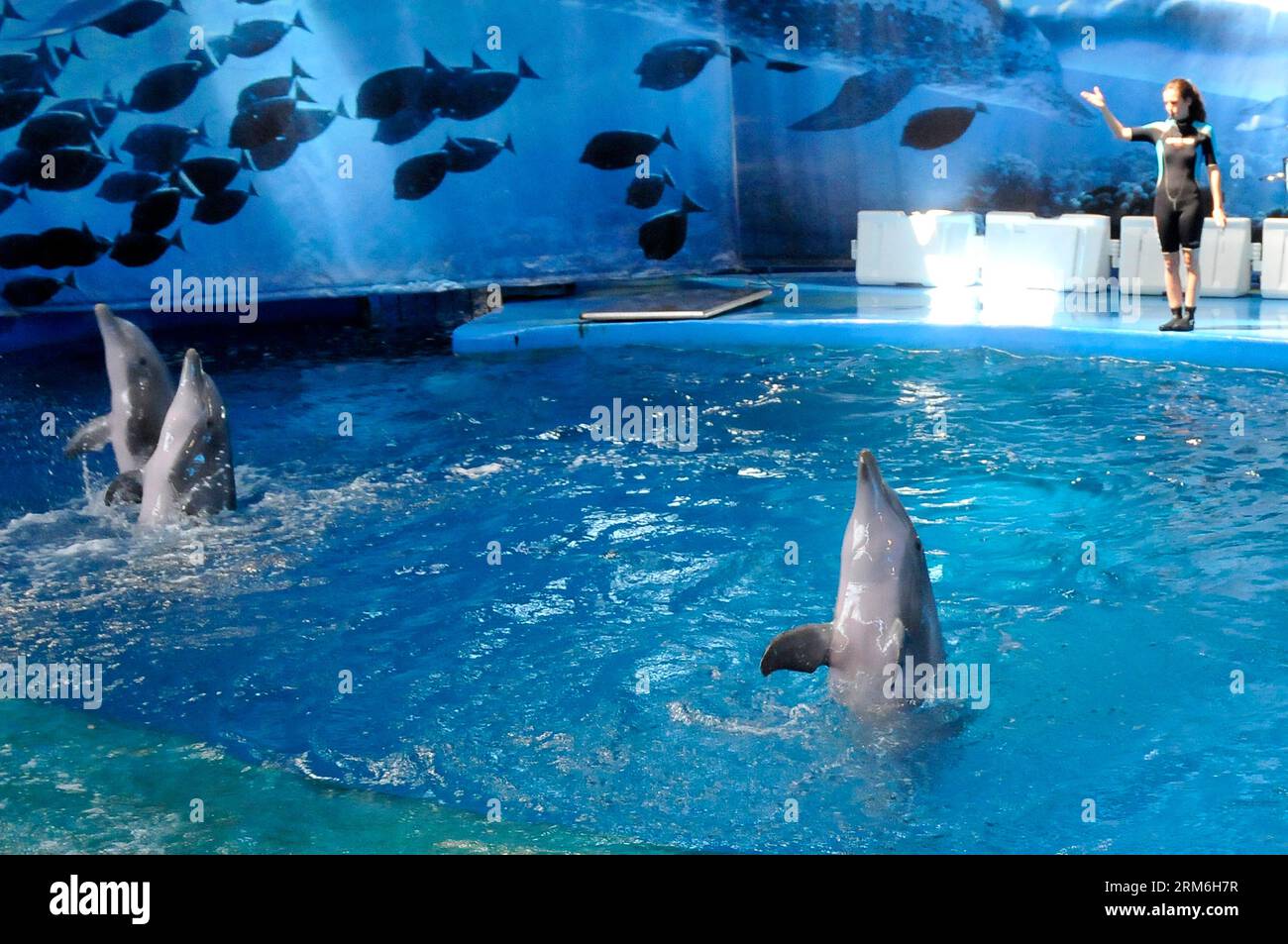 facility that hosted dolphin exhibitions for decades, Barcelona zoo ...