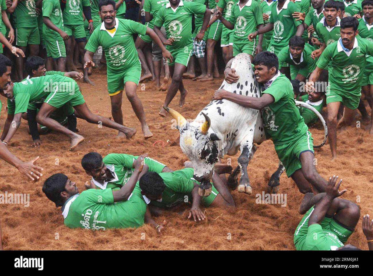 (140115) -- CHENNAI, Jan. 15, 2014 (Xinhua) -- People fight with a bull ...
