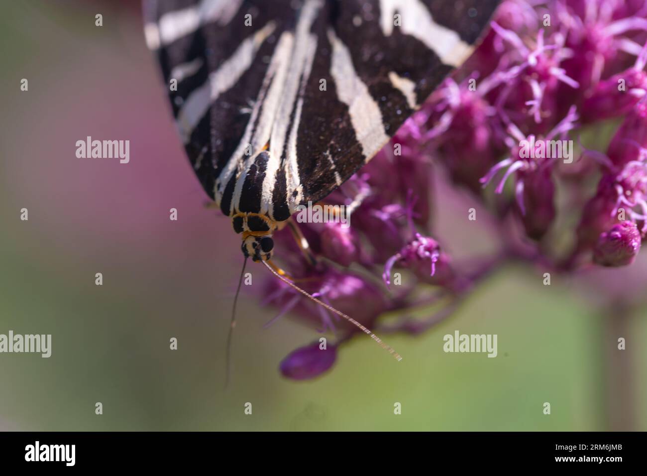 Jersey Tiger Moth Euplagia quadripunctaria foraging at Langdon Hills ...