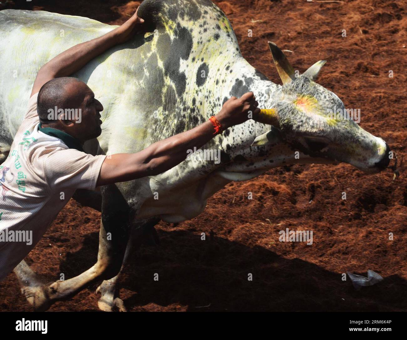 204jallikattu hi-res stock photography and images - Alamy