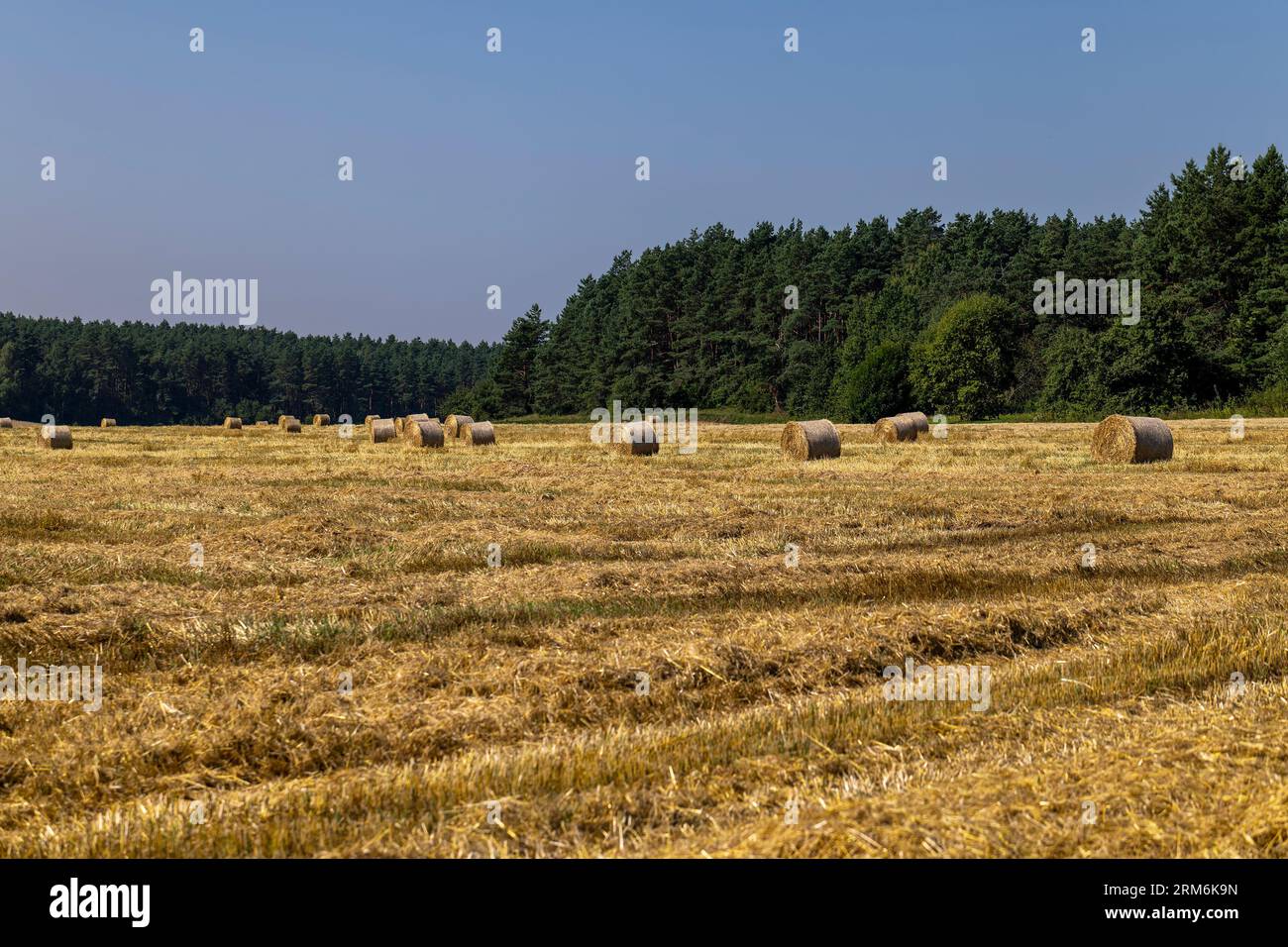 Yellow-golden straw on the field after harvesting in stacks, dry straw ...