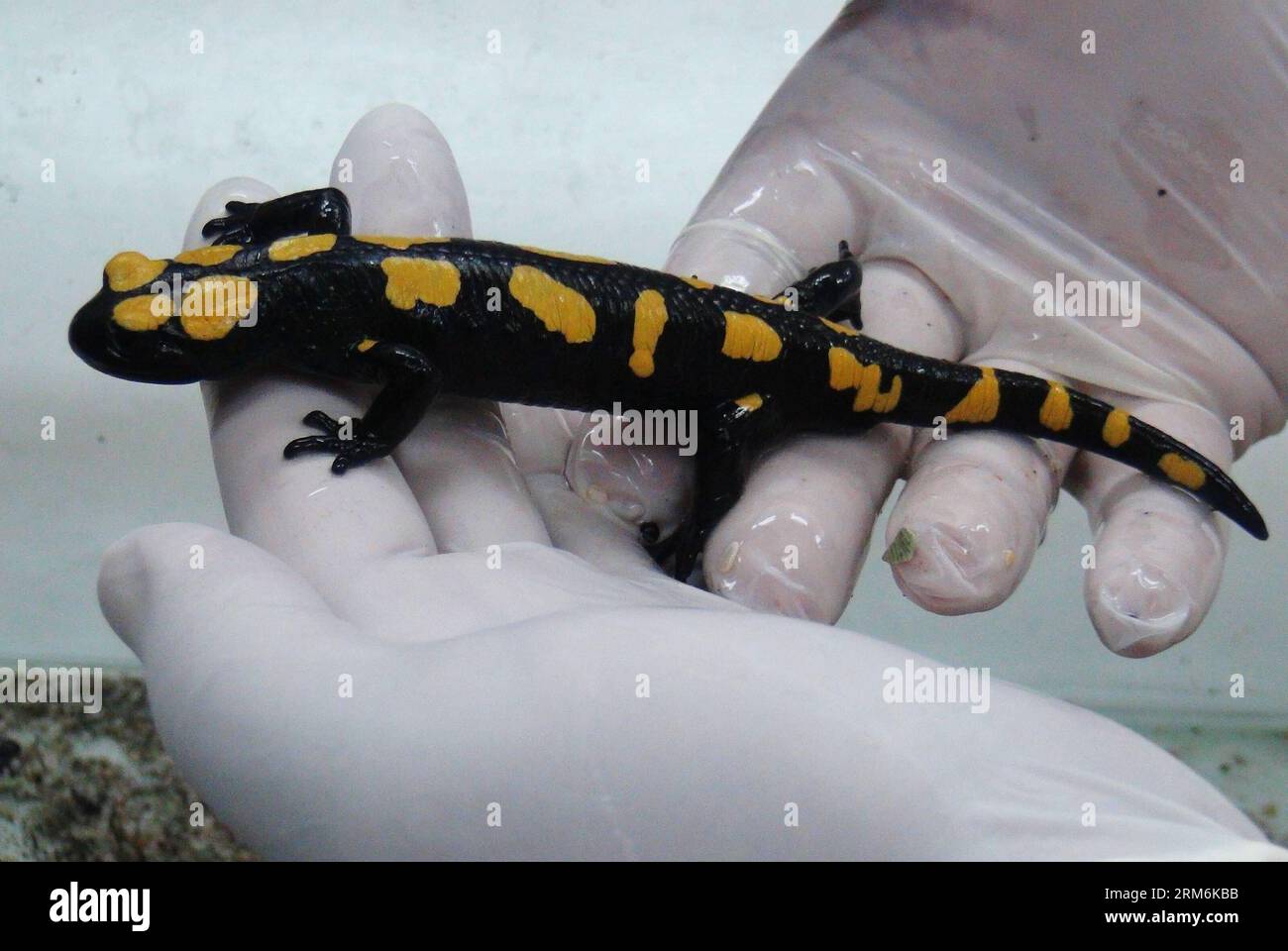 Spotted Salamander Caught On