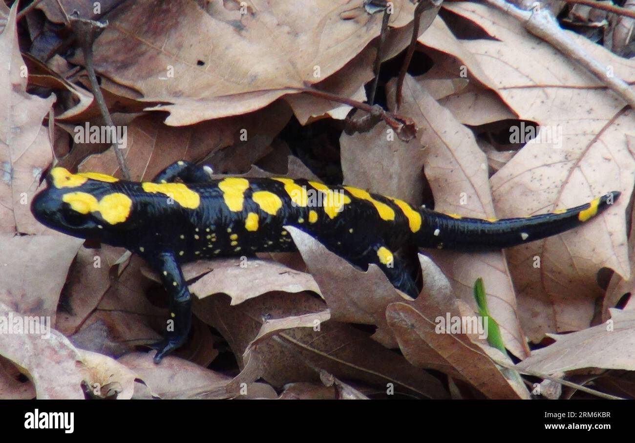 Spotted Salamander Caught On