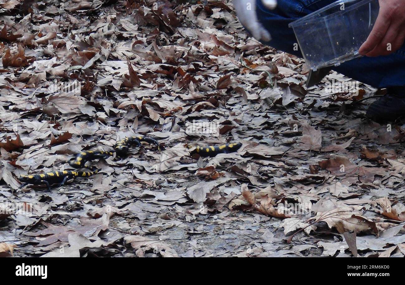 European fire salamanders hi-res stock photography and images - Alamy