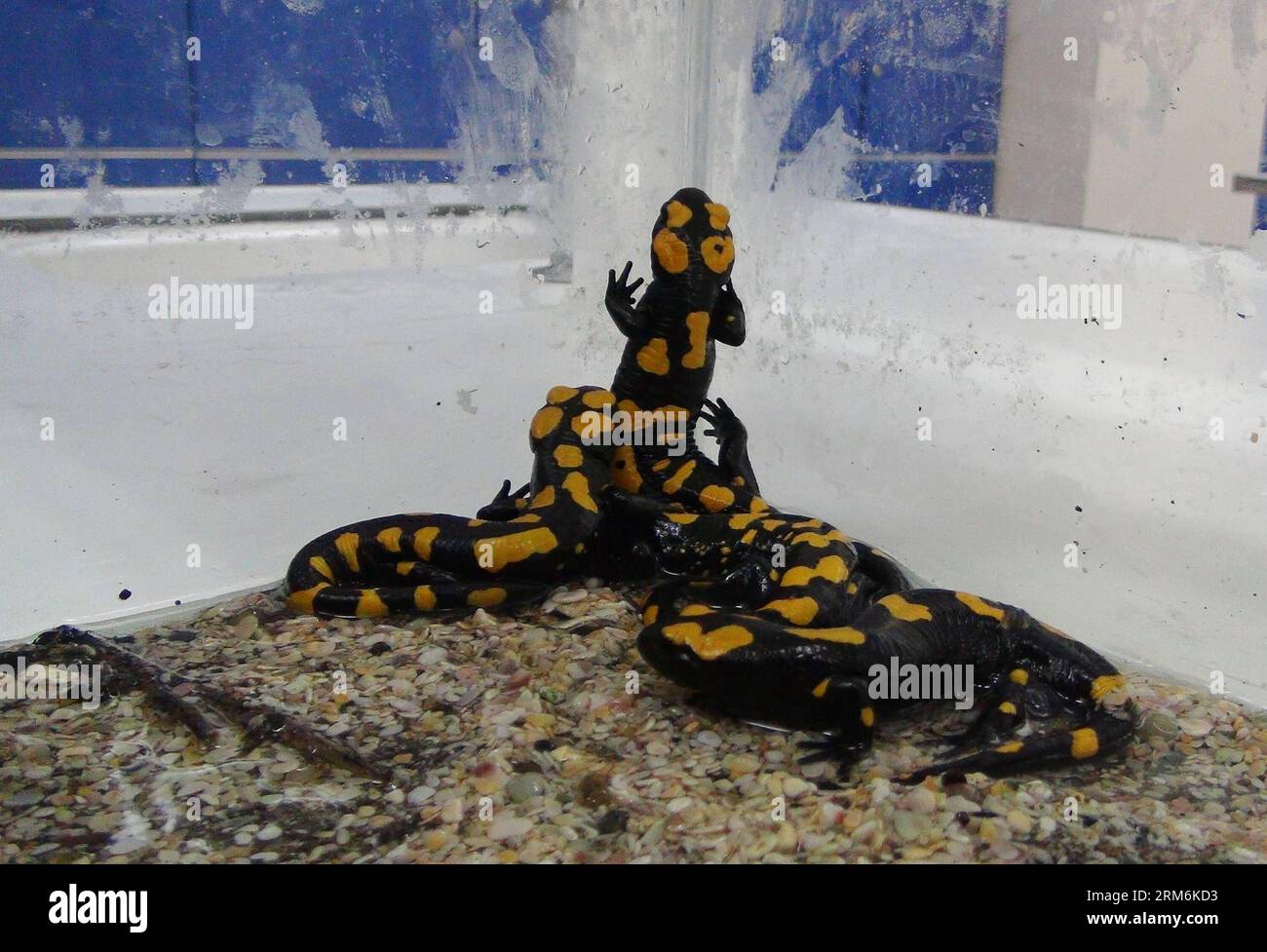 The four smuggled fire salamanders are seen crawling in the box at the ...