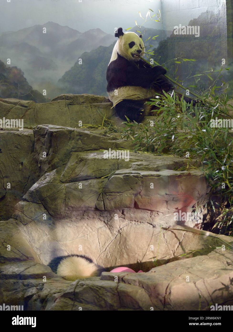 Female giant panda (mei xiang) hi-res stock photography and images - Alamy