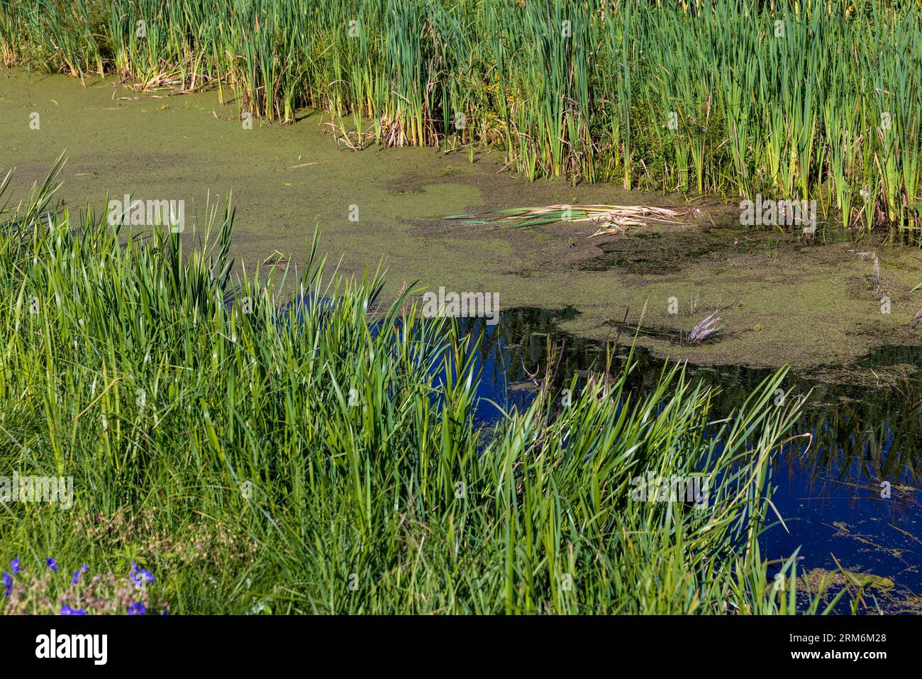 Green grass and swamp in the summer, green grass and other vegetation ...