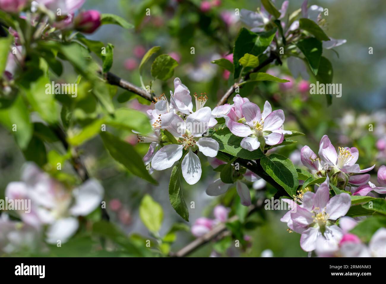 A beautiful blooming apple tree in a spring orchard, white and red ...