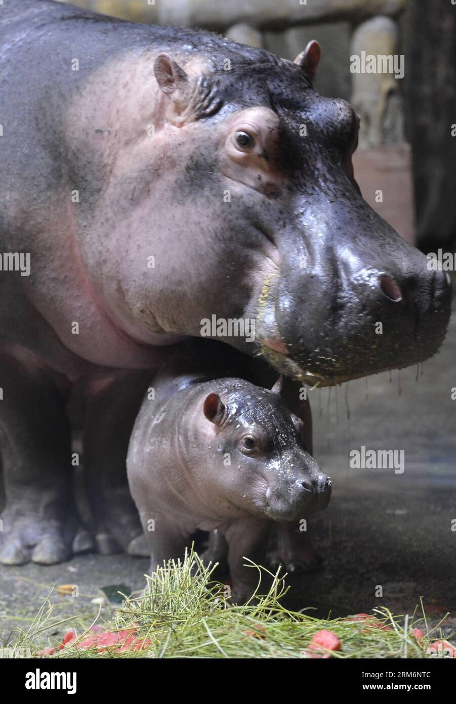 Gloria The Hippo Lying Down